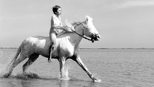 Paddle to the Sea and Crin-Blanc | Children's Film Festival Wiki | Fandom