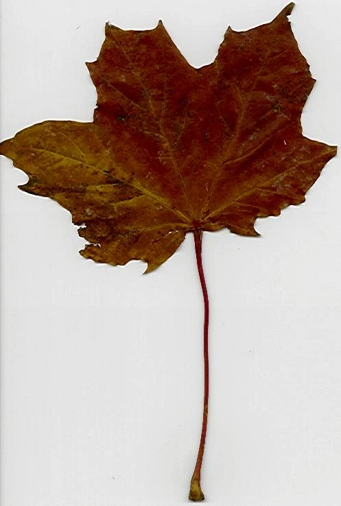 The red tree | Children's Books Wiki | Fandom