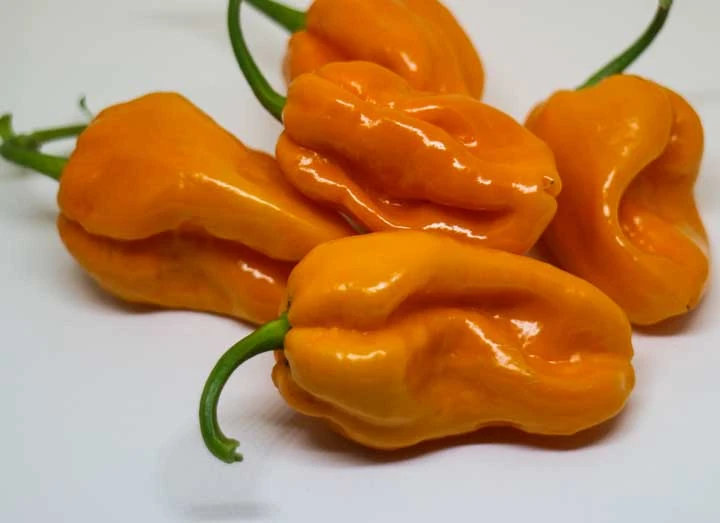 Big Sun Habanero | Chili Peppers Wiki | Fandom