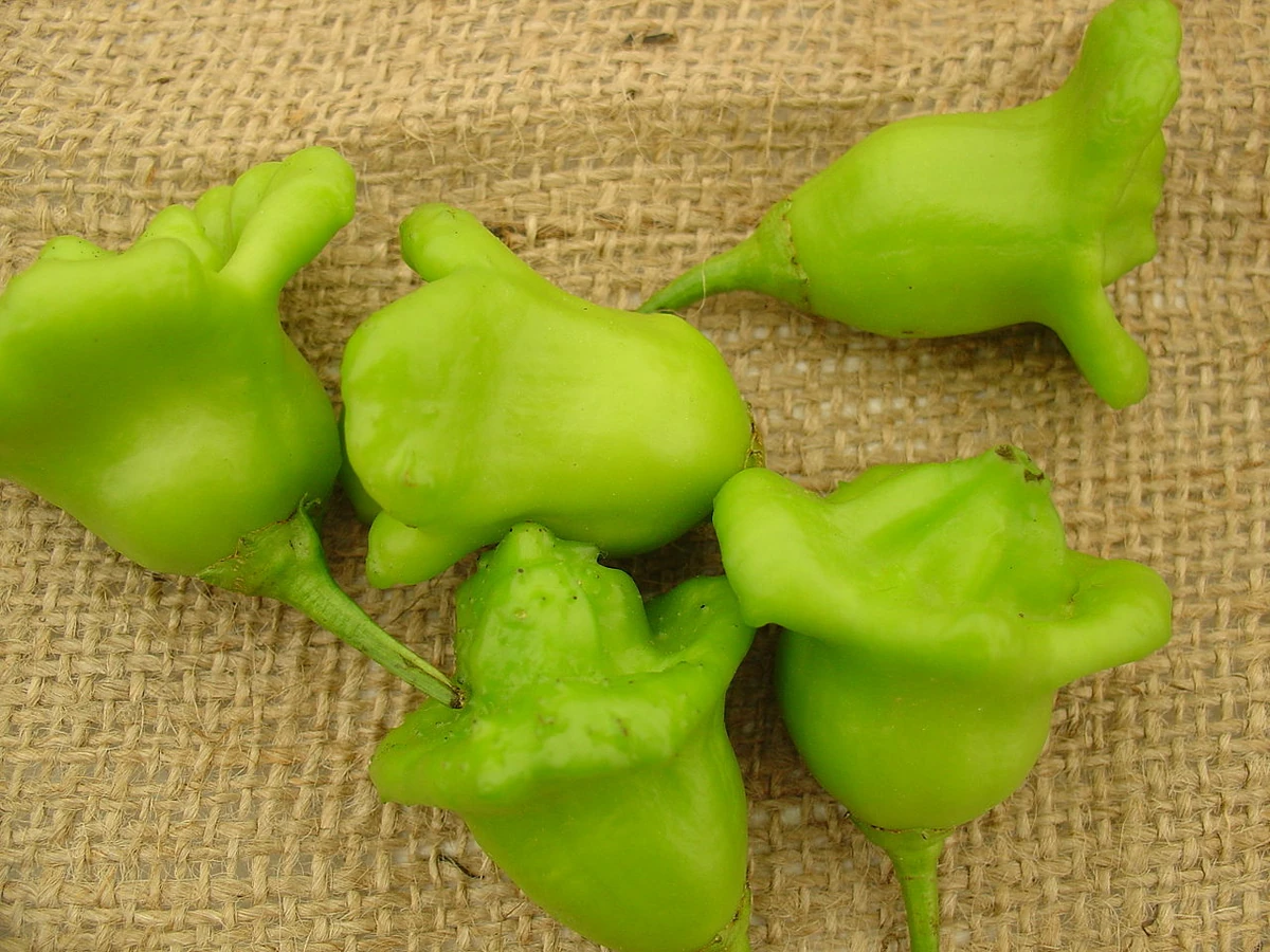Capsicum baccatum | Chili Peppers Wiki | Fandom