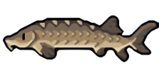 Sturgeon | Chillquarium Wiki | Fandom