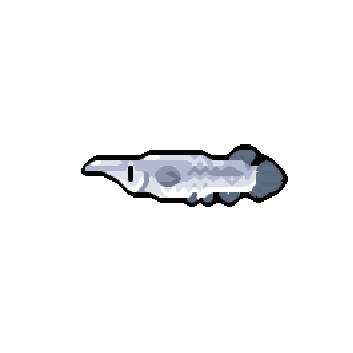 Halfbeak | Chillquarium Wiki | Fandom