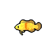 Royal Gramma | Chillquarium Wiki | Fandom