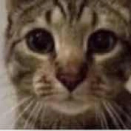 Snoot | Chimble's Game Wiki | Fandom