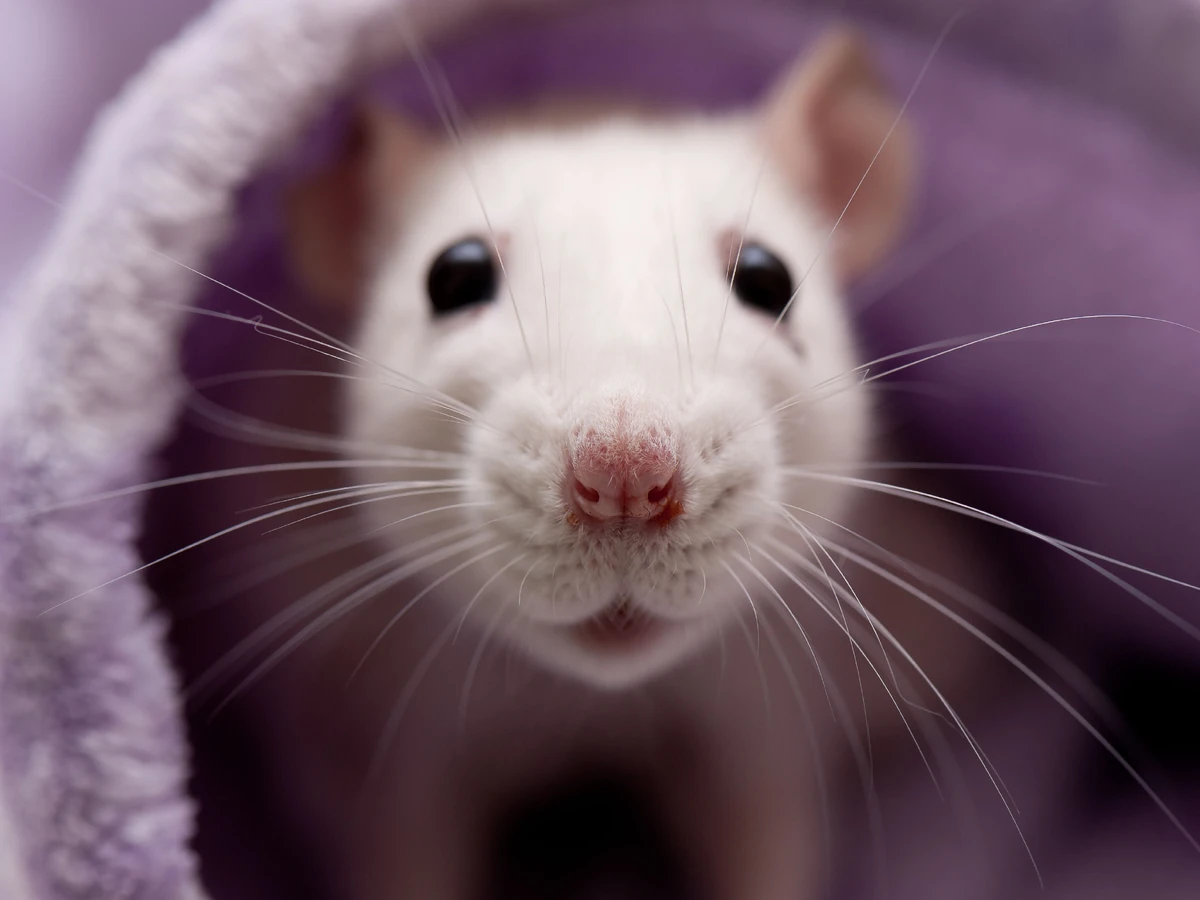 Jaydens Rat friend | Chipotle Wiki | Fandom