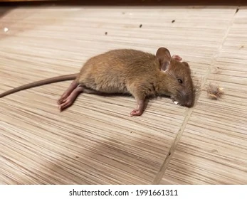 Princess of RATS UNITED | Chipotle Wiki | Fandom