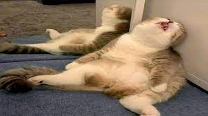 The king of CATS UNITED | Chipotle Wiki | Fandom