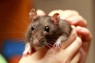 Joshua´s Rat friend | Chipotle Wiki | Fandom