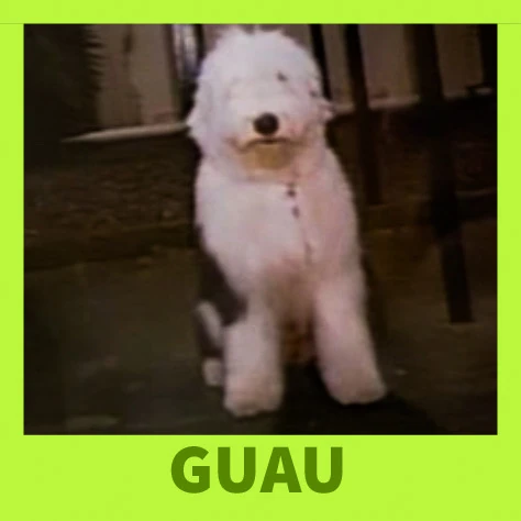 Guau | ChiquiWiki Wiki | Fandom