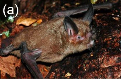 New Zealand lesser short-tailed bat | Chiroptera Wiki | Fandom