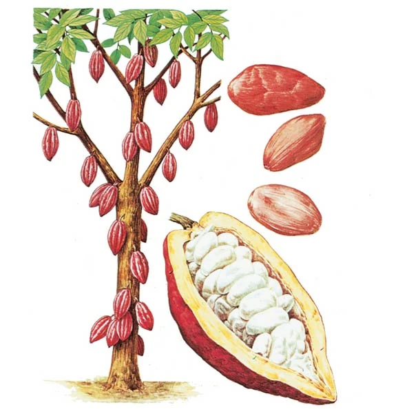 Cacao Tree | Chocolate Wiki | Fandom
