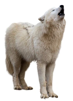 Wolf Howling White Background