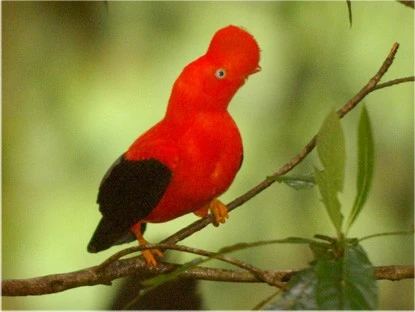 Gallito de las Rocas o Tunki | Cholopedia Wiki | Fandom