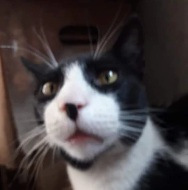 Coconito | Cholopedia Wiki | Fandom