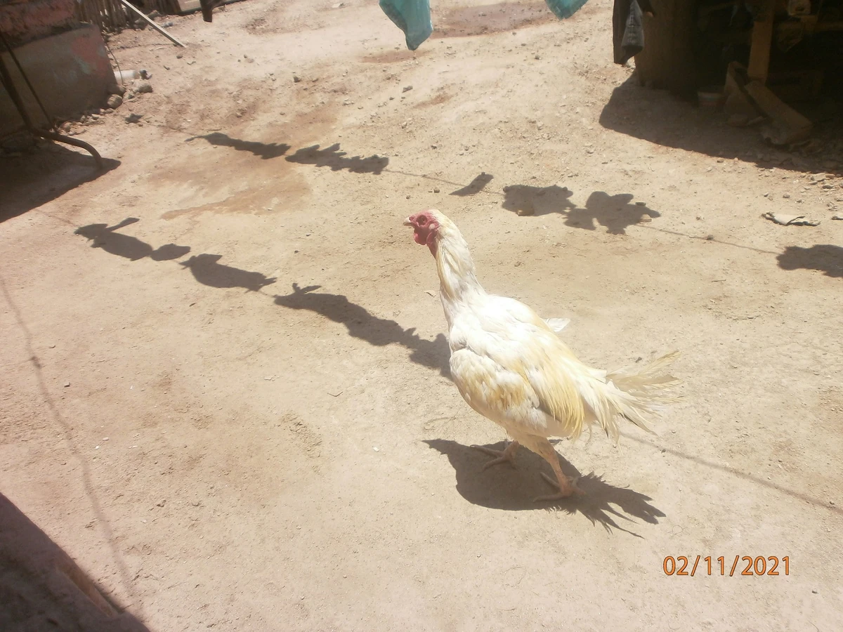 Gallo Moncho | Cholopedia Wiki | Fandom