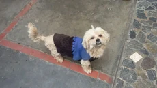 Perro Paco | Cholopedia Wiki | Fandom