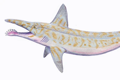 Ornithoprion Size