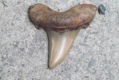 cristatusaurus tooth