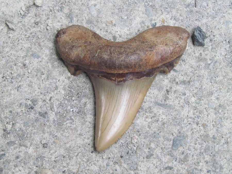 Carcharocles auriculatus | Chondrichthyes Wiki | Fandom