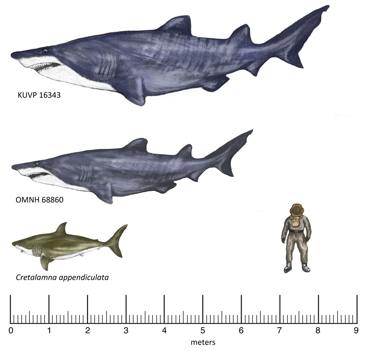 Leptostyrax Chondrichthyes Wiki Fandom