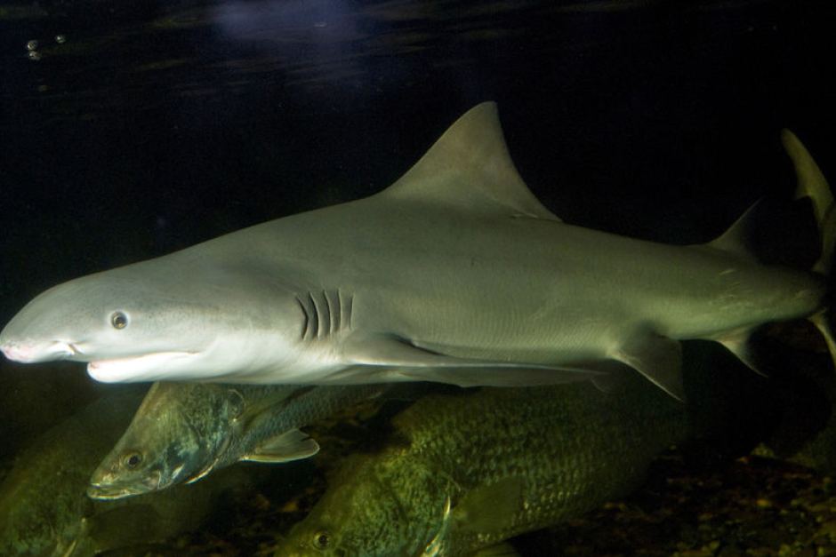 Glyphis Chondrichthyes Wiki Fandom