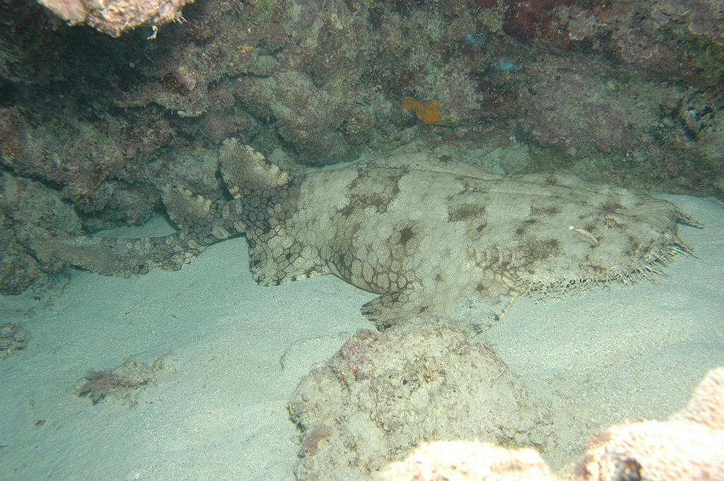 Tasselled Wobbegong Chondrichthyes Wiki Fandom