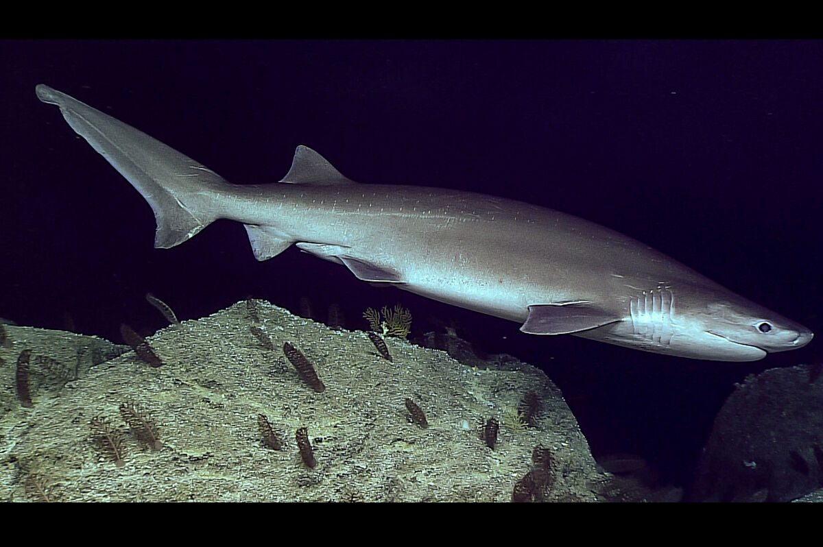 Bluntnose Sixgill Shark Chondrichthyes Wiki Fandom