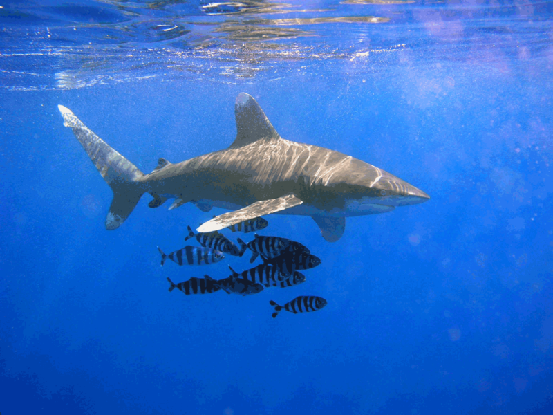 Oceanic Whitetip Shark Chondrichthyes Wiki Fandom
