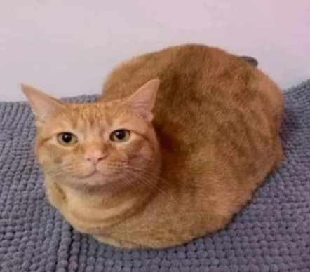 Test page | Chopi's Fan Wiki | Fandom