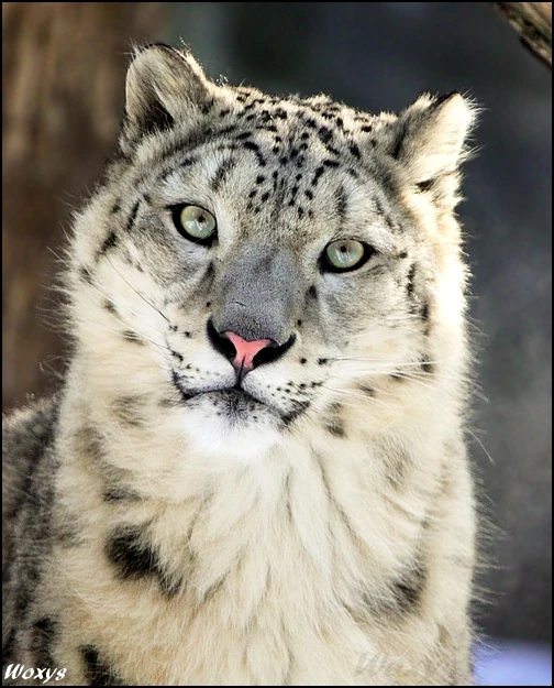 Werecheetah | The Chosen One Wiki | Fandom