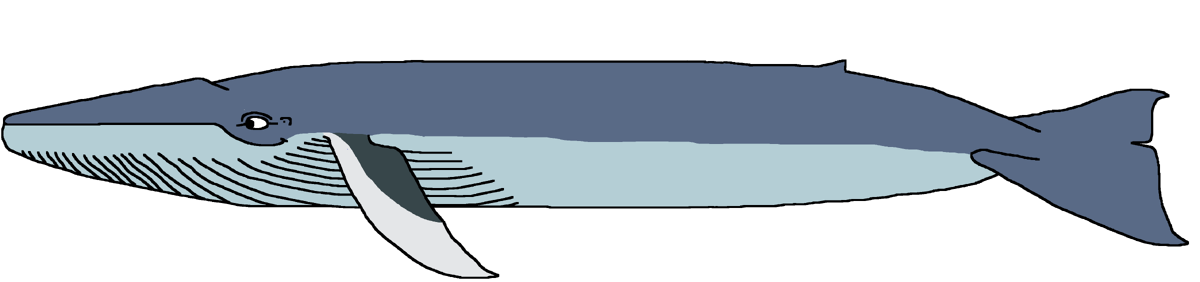 Blue Whale | Chris Bland The Whale and his Friends Wiki | Fandom