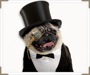 Judge Robin: the Trill AF Pug | Planet Scum Live Wiki | Fandom