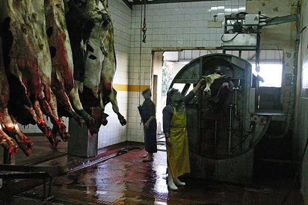 Slaughterhouse Worker | Chrisluqman Wiki | Fandom