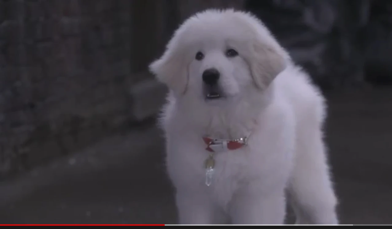 Santa Paws Movie Part 1