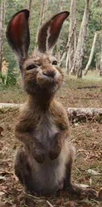 Rabbit | Christopher Robin (2018 film) Wiki | Fandom