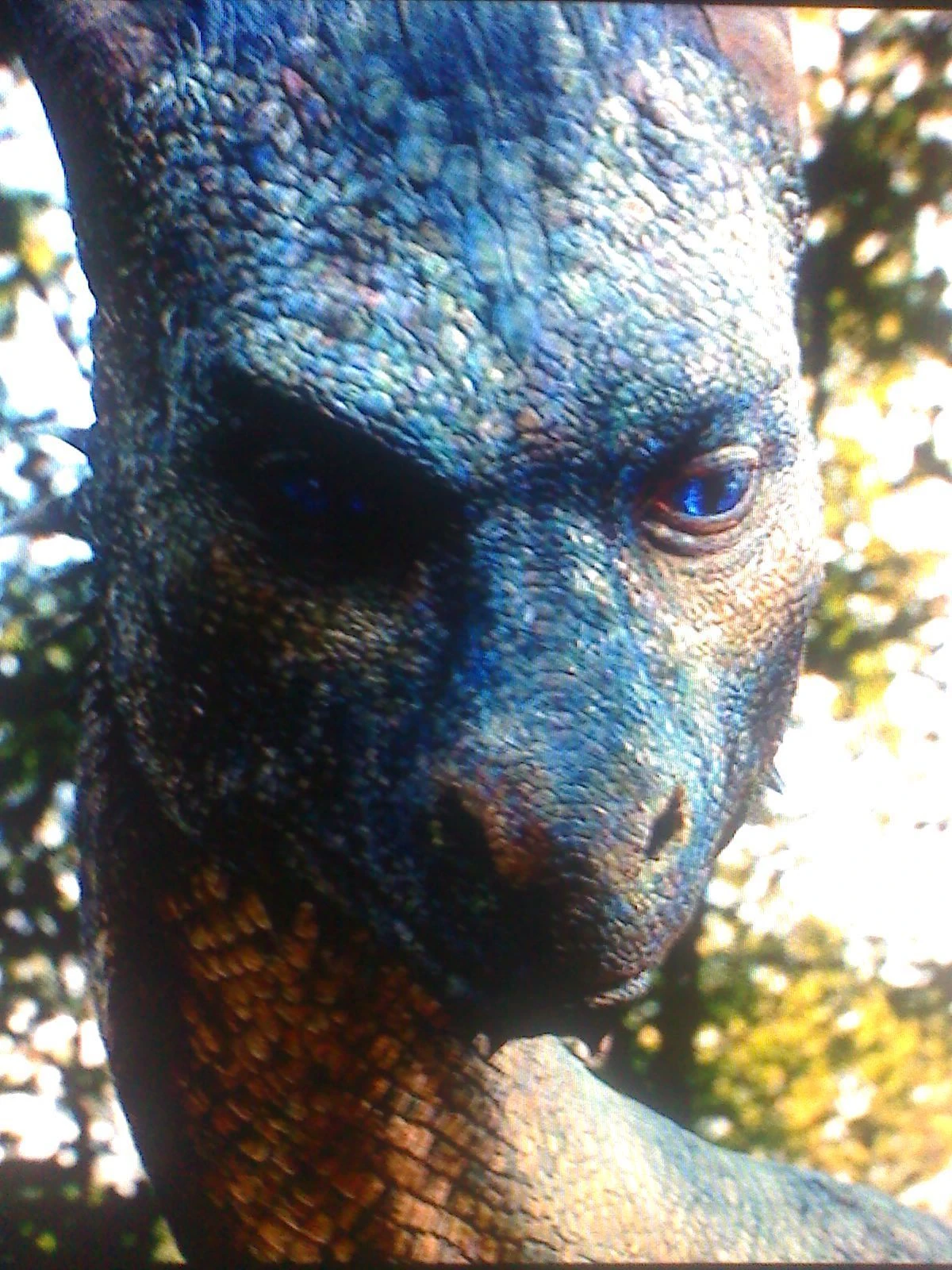 Saphira | Draconedia Wiki | Fandom