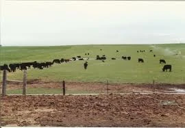 Cattle | Chrisville Ranch Wiki | Fandom