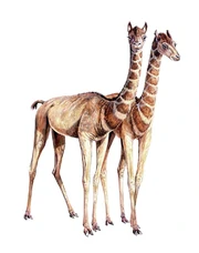 Aepycamelus (SciiFii) | Chronicles Of Saozemlya Wiki | Fandom