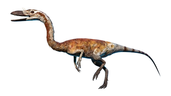 Coelophysis banda | Chronicles Of Saozemlya Wiki | Fandom Coelophysis banda | Chronicles Of Saozemlya Wiki | Fandom
