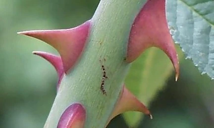 Bramblethorn | Chronicles of Arn Wiki | Fandom