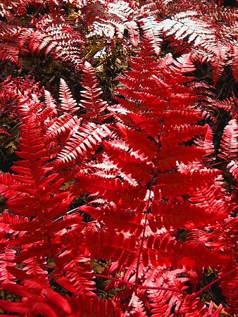 Fire Fern | Chronicles of Arn Wiki | Fandom