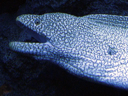 Stonescale Eel | Chronicles of Arn Wiki | Fandom