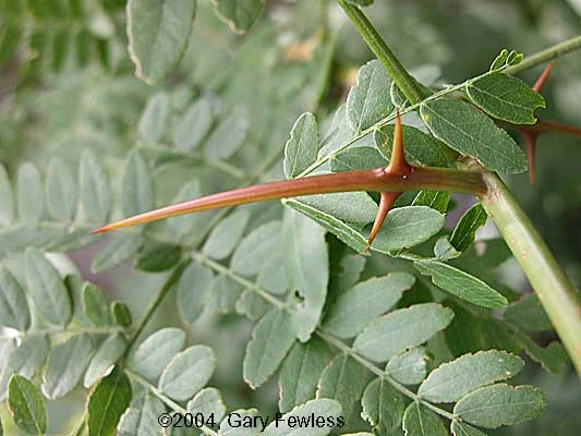 Sandle Thorn | Chronicles of Arn Wiki | Fandom