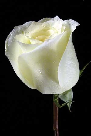 White Rose | Chronicles of Arn Wiki | Fandom