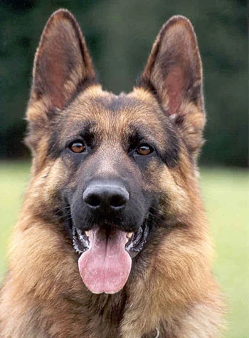 March Hound | Chronicles of Arn Wiki | Fandom