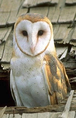 Strig | Chronicles of Arn Wiki | Fandom