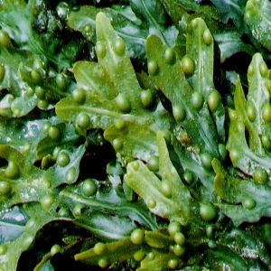 Toadwort | Chronicles of Arn Wiki | Fandom