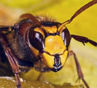 Fire hornet | Chronicles of Arn Wiki | Fandom