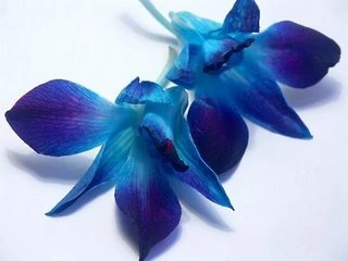 Azure Bloom | Chronicles of Arn Wiki | Fandom