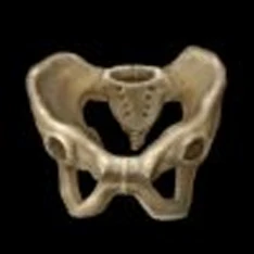 Pelvic Bone | Chrono Wiki | Fandom
